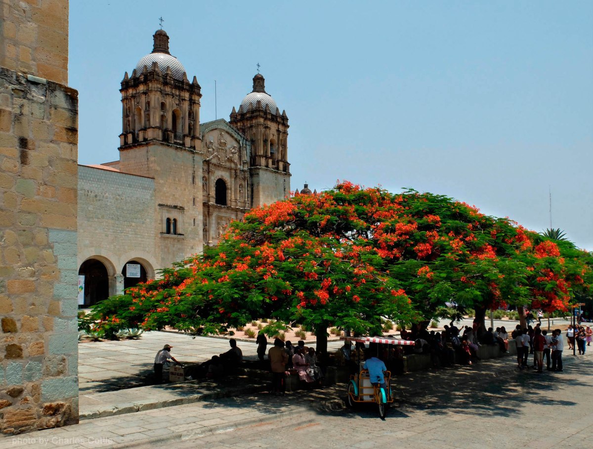 A Gallery of Flowers from Oaxaca / Una galería de flores de Oaxaca ...